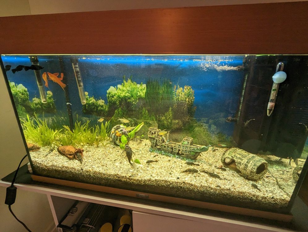 Juwell Rio 125 Komplett mit Fische, Zubehör und Möbel (Gebraucht) in ...