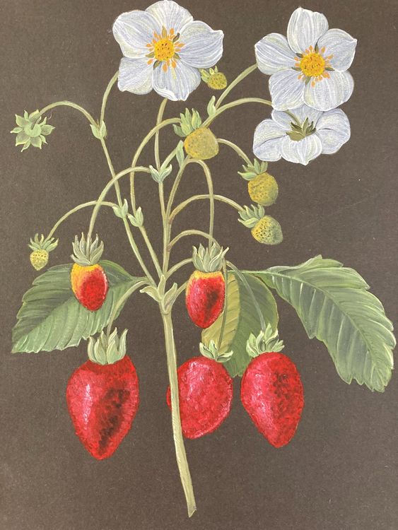 Gemälde Bild Erdbeeren und Blüten gerahmt hinter Glas | Kaufen auf Ricardo