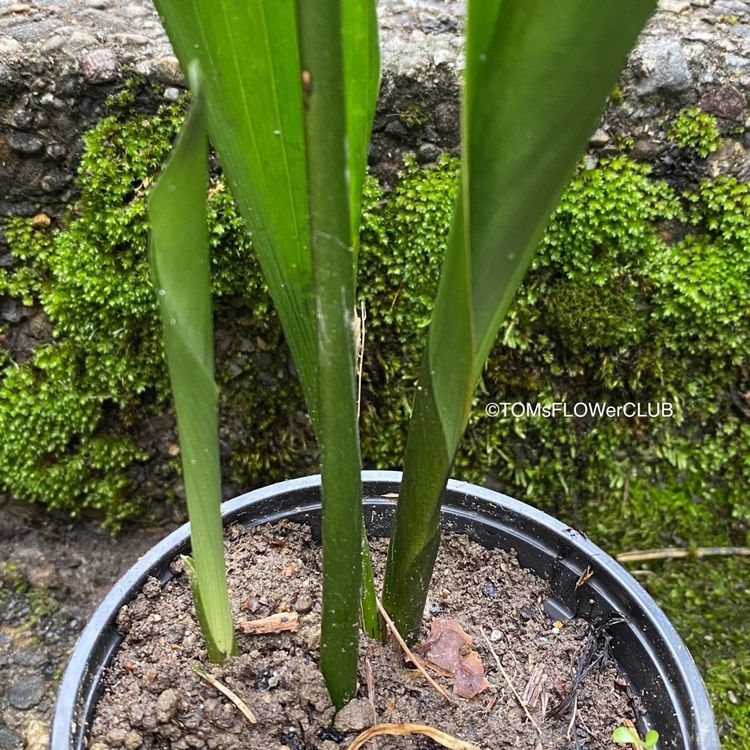Aspidistra Elatior - bedingt winterharte "Schusterpalme" (Neu und ...