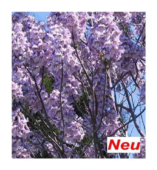 Blauglockenbaum Im Kbel