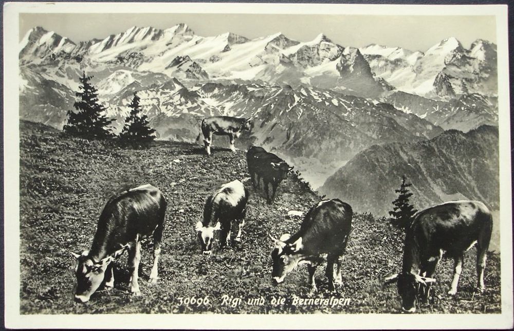 RIGI und die Berneralpen - Kühe auf der Alp (Neu (gemäss Beschreibung ...