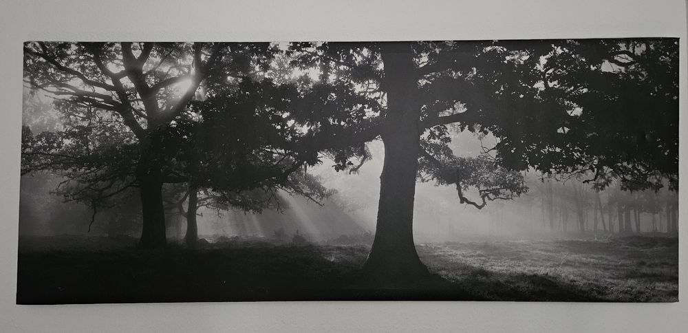 Panoramabild Leinwand, Wald, Bäume, Nebel, schwarz weiss (Gebraucht) in Bettingen für CHF 10 ...