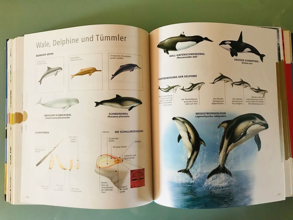 MEIN GROSSES BILDLEXIKON - LEXIKON FÜR KINDER - NEU (Neu (gemäss ...