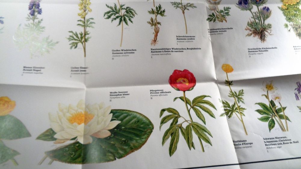 Geschützte Pflanzen 1 + 2 / 2 Grosse Faltbilder ab Fr. 3.- (Gebraucht) in Bellach für CHF 3 ...