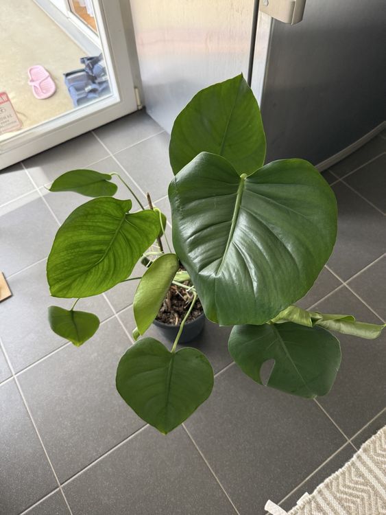 Wunderschöne Monstera (Gebraucht) in Bern für CHF 29 – nur Abholung auf ...