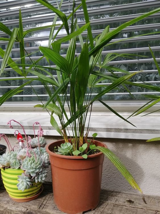 Junge Tessiner Palme | Kaufen auf Ricardo