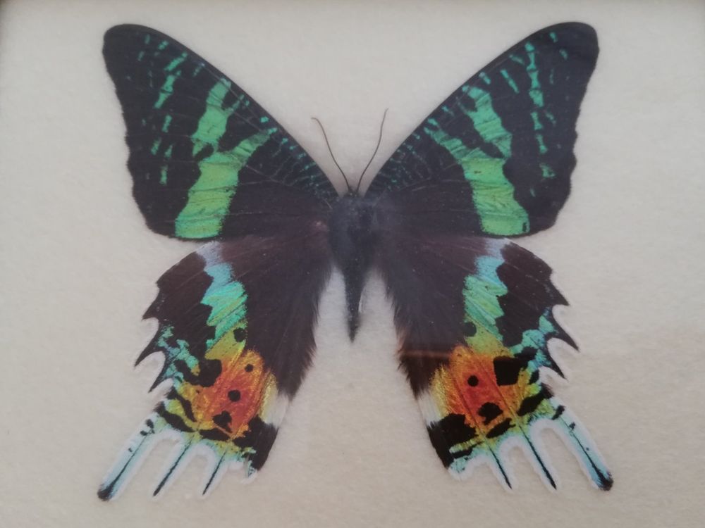 Schmetterling hinter Glas | Kaufen auf Ricardo