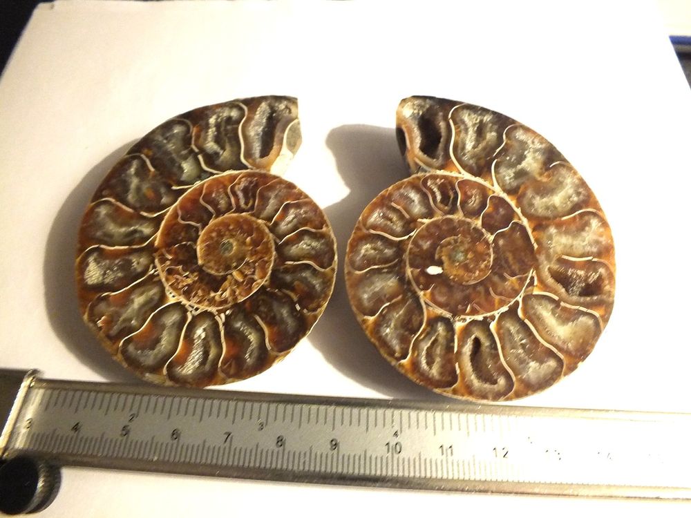 Ammonite Mollusque céphalopode fossile 135 grammes CHF 1.- (Neuf (Voir ...