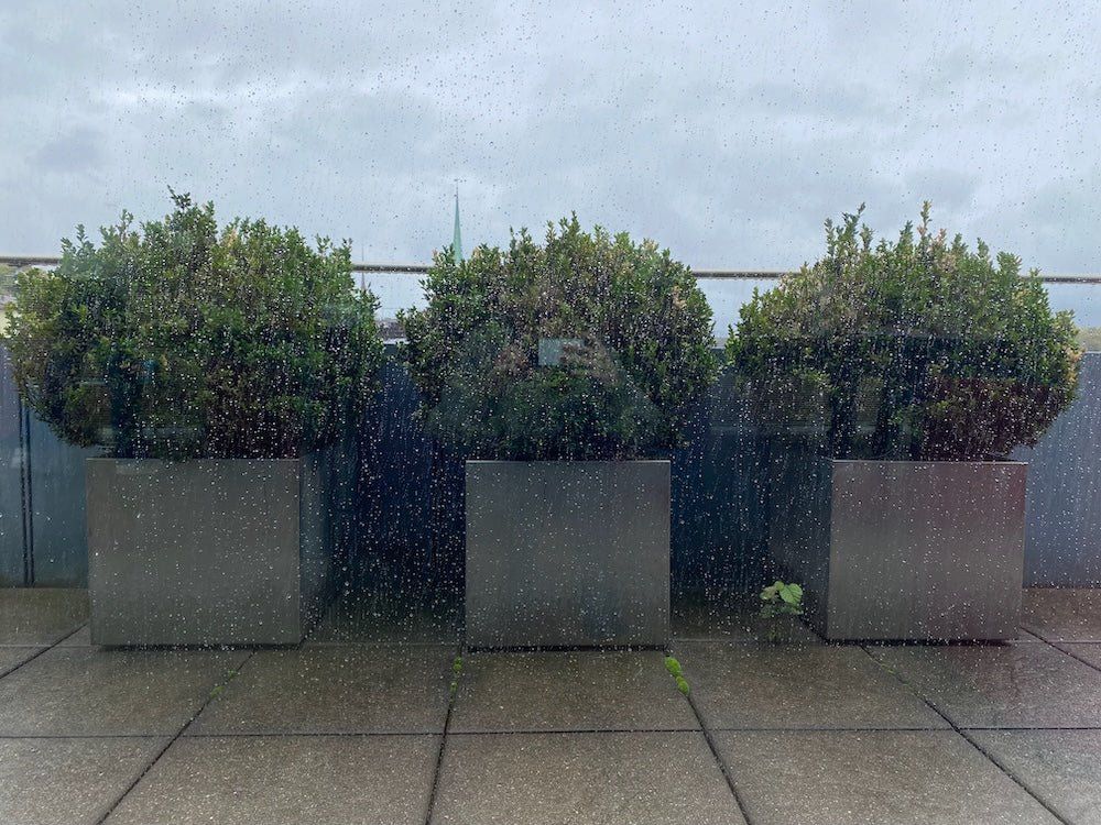 Buxus Pflanze Outdoor im Topf | Kaufen auf Ricardo