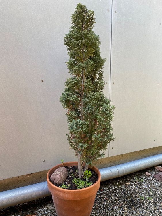 Wacholder Pflanze Kaufen