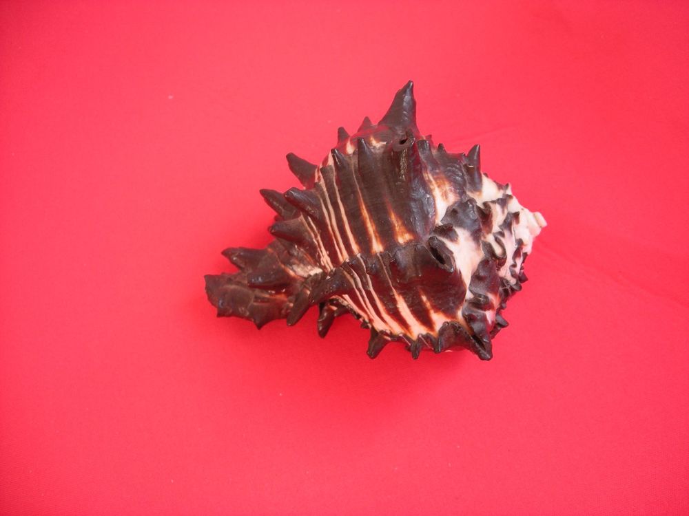 Wunderschöne seltene Muschel mit Stachel 11 cm (Gebraucht) in ...