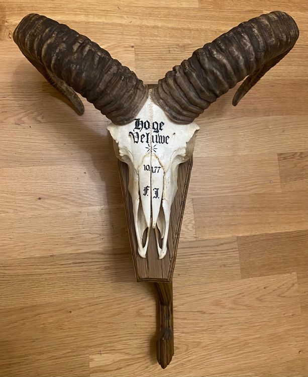 Mufflon/Widder Junge Exemplar | Kaufen auf Ricardo