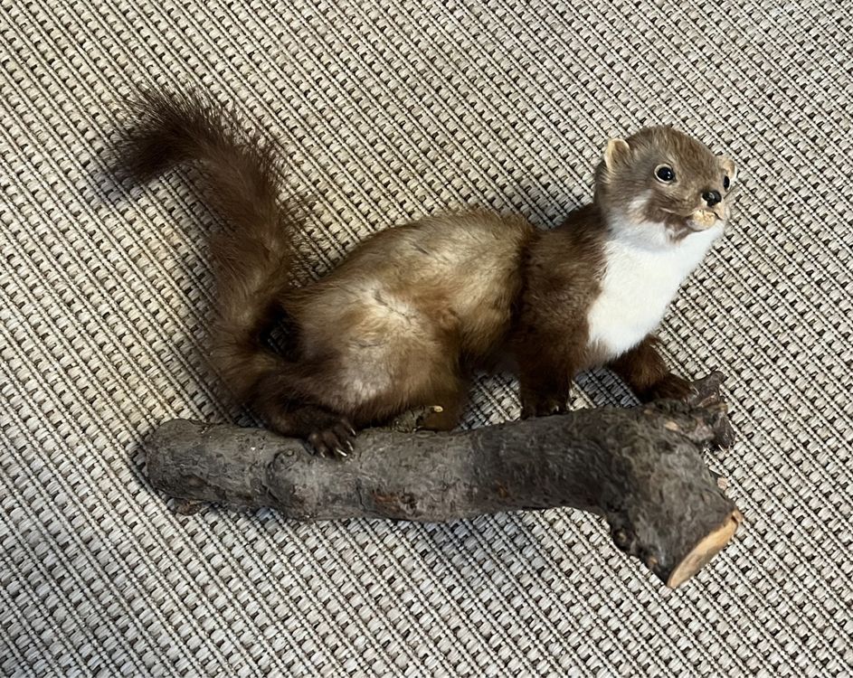 Marder Tierpräparat (Gebraucht) in Buchs SG für CHF 39 – mit Lieferung auf Ricardo kaufen