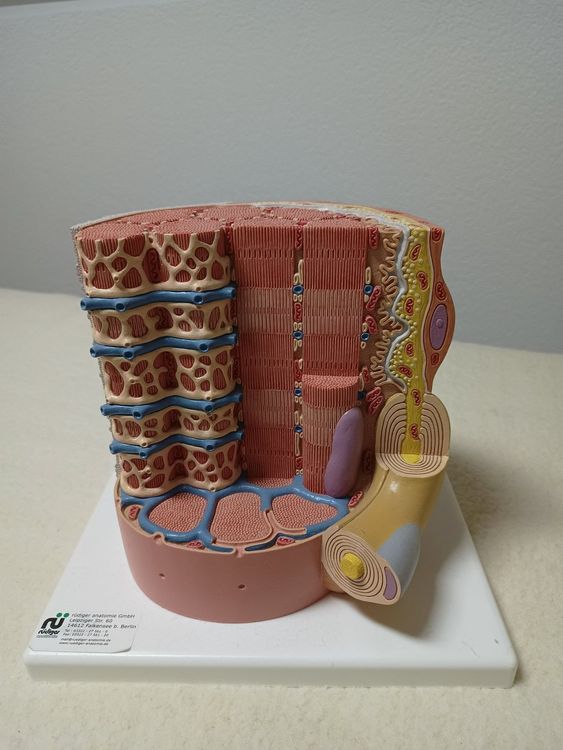 Modell Muscle fibre | Kaufen auf Ricardo