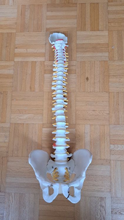 Full Spine & Pelvis Anatomical Model (Life-Size) (Gebraucht) in Zürich ...