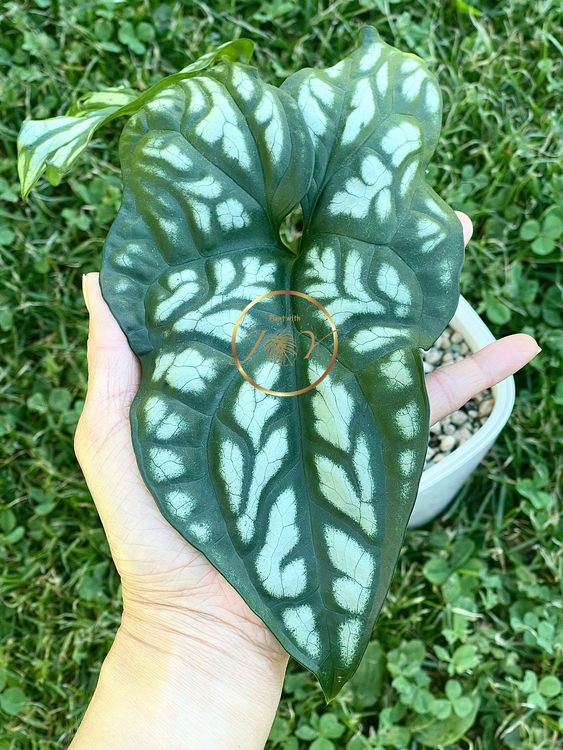 Philodendron Cercestis Mirabilis (Neu (gemäss Beschreibung)) in Eglisau ...