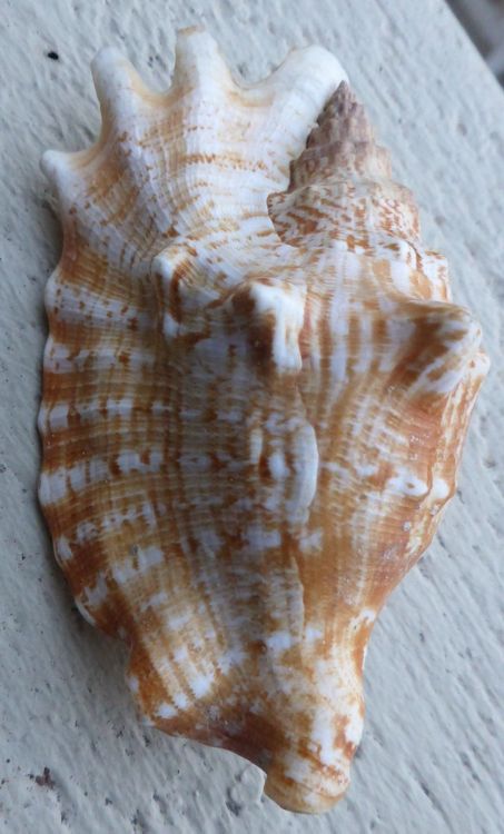 STROMBUS SINUATUS, SCHÖNE ZEICHNUNG, 12 CM LANG. SUPER | Kaufen auf Ricardo