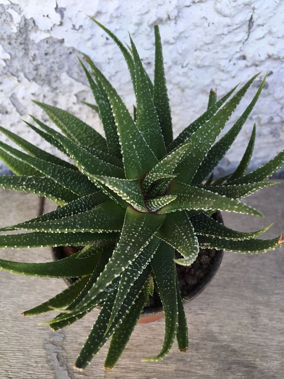 Haworthiopsis attenuata var. Radula (Neu und originalverpackt) in Adliswil für CHF 13 – mit ...