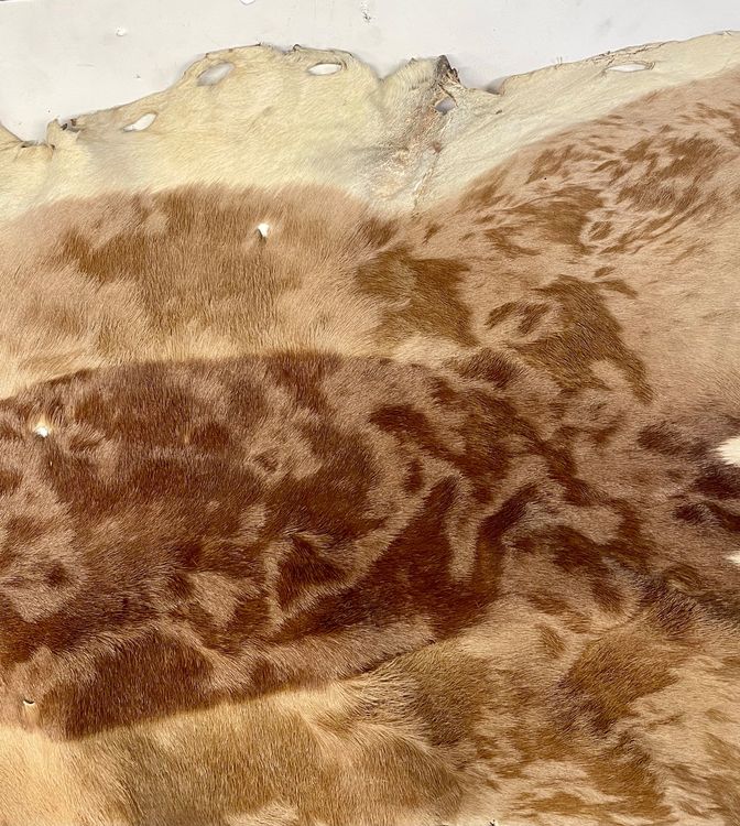 Echte Tier Fell | Kaufen auf Ricardo