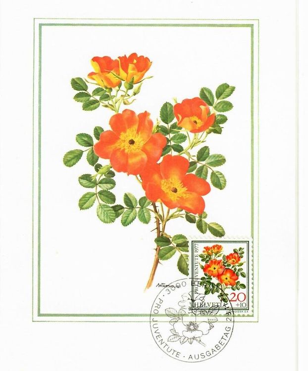 4 Maximumkarten Rosen PJ.1977 FDC (Gebraucht) in Flaach für CHF 4 – mit ...