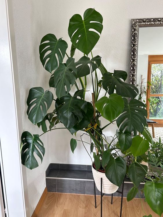 Monster plant | Kaufen auf Ricardo