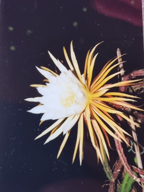 Königin der Nacht (1) (Gebraucht) in Wiedlisbach für CHF 79 – nur Abholung auf Ricardo kaufen