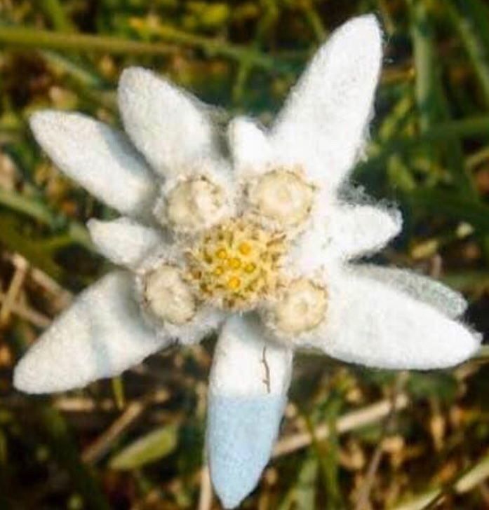 Ab 1.- fr 10 Samen Graines Semi Seeds Wild Alpine Edelweiß (Neu und ...