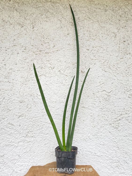 Sansevieria suffruticosa (Neu (gemäss Beschreibung)) in Adliswil für CHF 23 – mit Lieferung auf ...