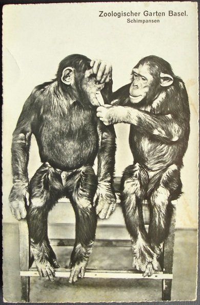 BASEL Zoologischer Garten, Affen Schimpansen (Gebraucht) in Jona für CHF 5.9 – mit Lieferung auf ...