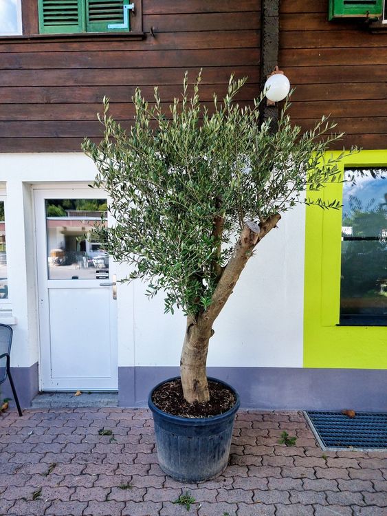 Olivenbaum winterhart 250cm (Neu (gemäss Beschreibung)) in Matten bei Interlaken für CHF 206 ...