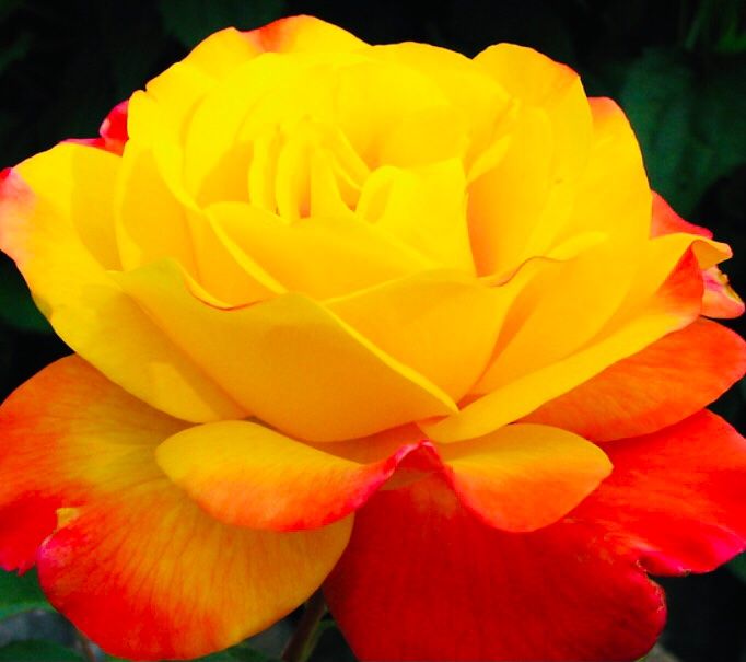 Rose Polyantha "TRANDAFIR" XL FLAMME 50cm im Topf (Neu und ...