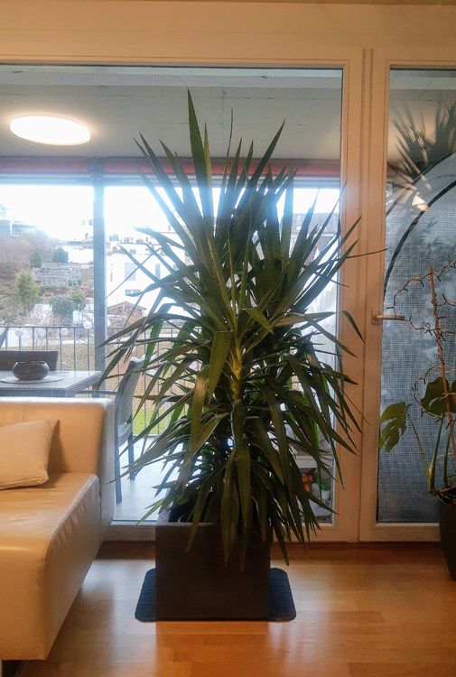 Grosse Yucca Palme Zimmerpflanze 180cm hoch (Gebraucht) in Wetzikon ZH für CHF 55 – nur Abholung ...