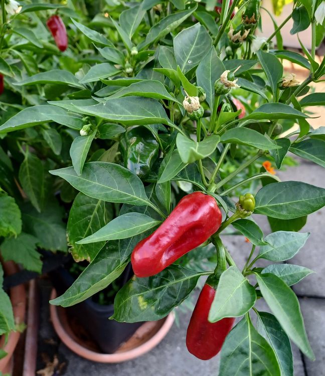 Samen Jalapeno rot (early) 10Stk. 2022 | Kaufen auf Ricardo