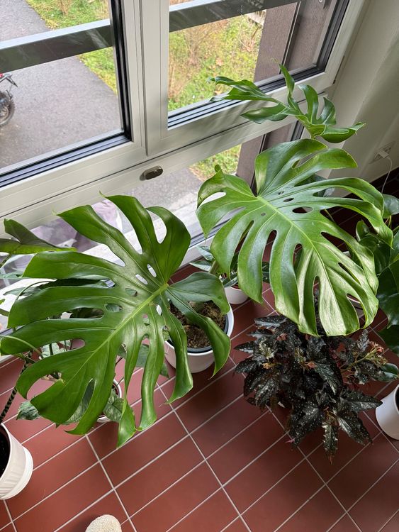 Monstera deliciosa large form | Kaufen auf Ricardo