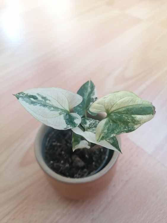 Syngonium Albo Variegata Mini | Acheter sur Ricardo