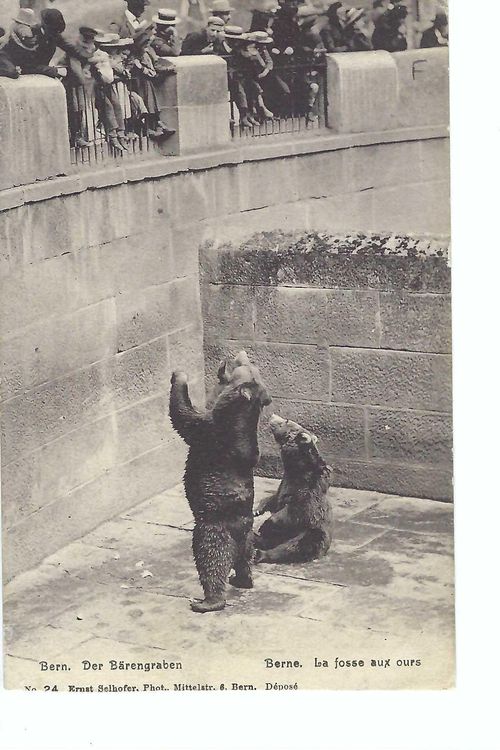 Bärengraben Bern, la fosse aux ours Berne; ed.Ernst Selhofer (Gebraucht ...