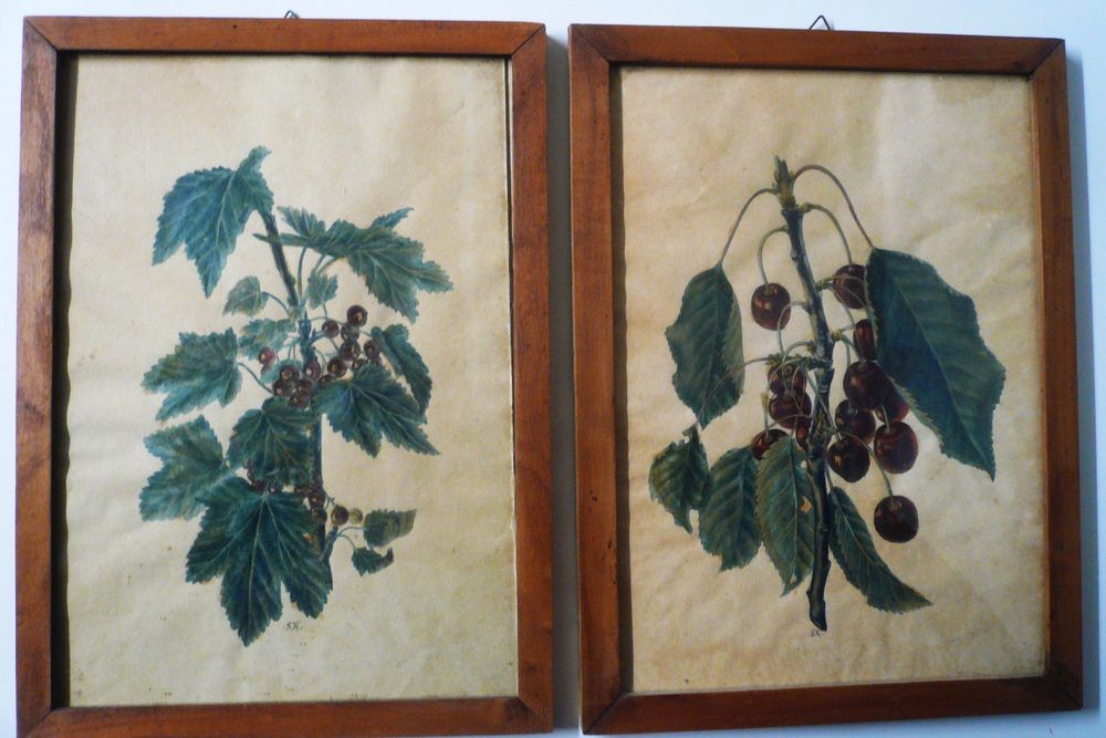 Samuel KISTLER Aarberg, zwei FruchtAquarelle von 1860 | Kaufen auf Ricardo