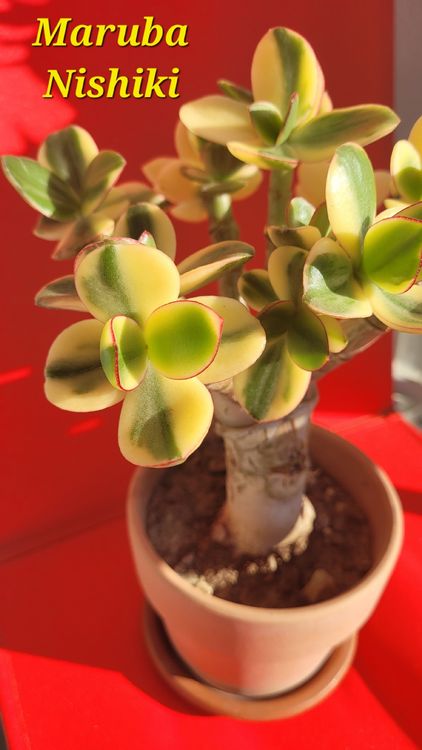 Crassula (Geldbaum) 'Maruba Nishiki' Steckling (Neu (gemäss ...