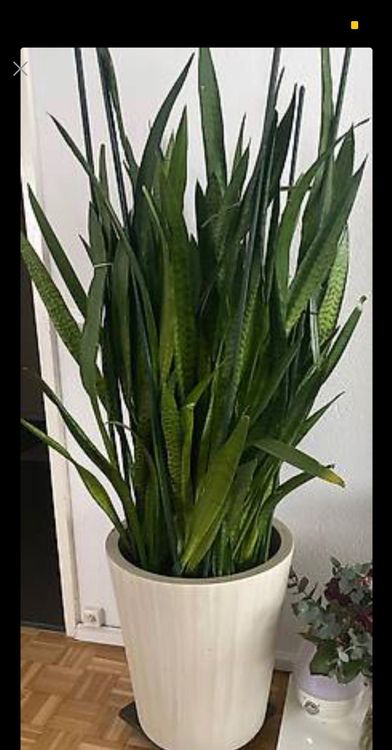 Planze in guten Zustand zu verkaufen. (Gebraucht) in Zuchwil für CHF 51 ...