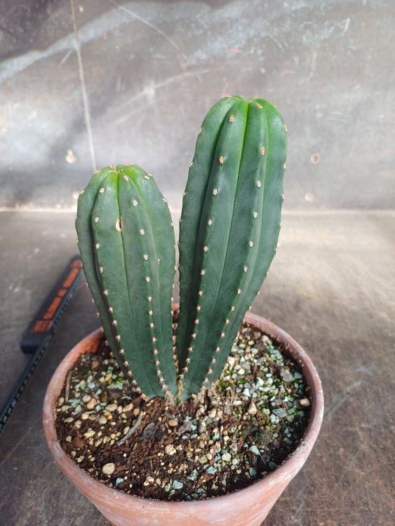 Trichocereus scopulicola dichotom (Gebraucht) in Neftenbach für CHF 50 – mit Lieferung auf ...