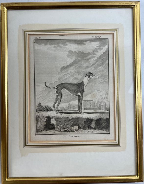 Antiker Kupferstich "Levrier" Echtgoldrahmen (Gebraucht) in Neuhausen am Rheinfall für CHF 45 ...