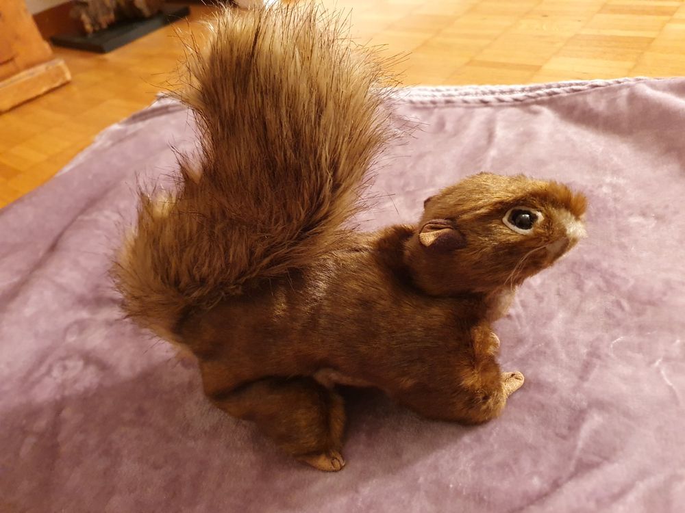Eichhörnchen Folkmanis Handpuppe NP 69 CHF (Neu (gemäss Beschreibung)) in Uster für CHF 22 – mit ...