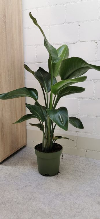 STRELIZIE / PARADIESVOGELBLUME (Gebraucht) in Jona für CHF 70 – nur Abholung auf Ricardo kaufen