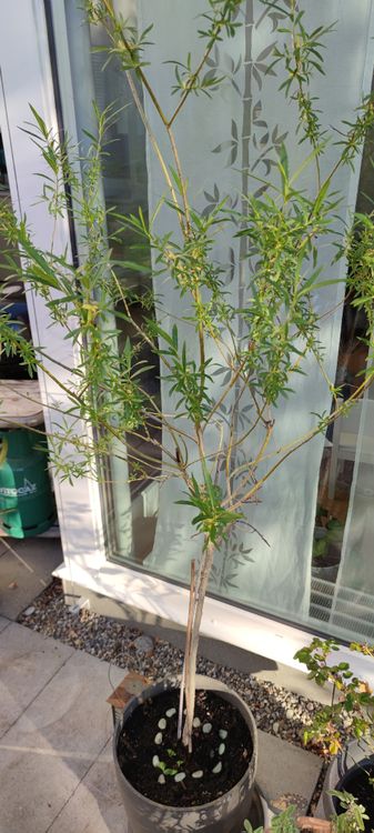Weidenbaum 180 cm (Salix) (Gebraucht) in Winterthur für CHF 45 – nur ...