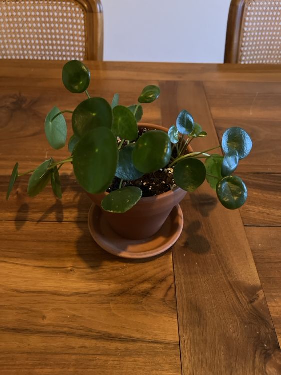 UFO Pflanze - Pilea | Kaufen auf Ricardo