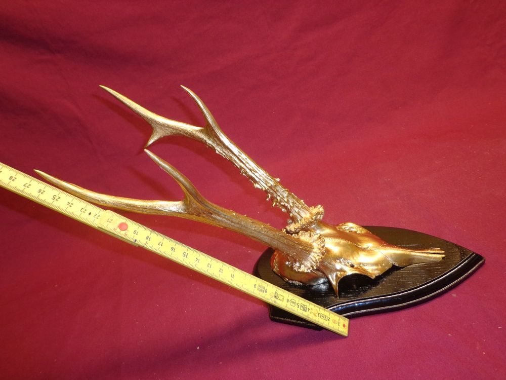 Reh, Geweihe, Trophäe, Horn, Dekoration, Jagd, Gold, Silber (Neu ...