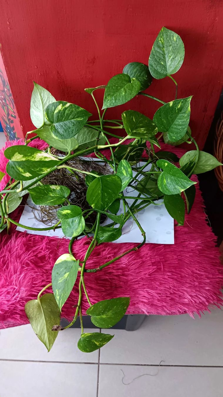 Splendido Pothos Variegato: Un Tocco di Verde Esotico (Nuovo (secondo ...