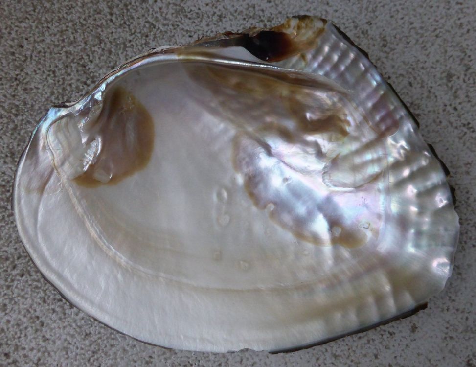 CEBU CLAM, PERLMUTT, FARBER: SILBER, 18 CM, GROSS (Gebraucht) in Zürich ...