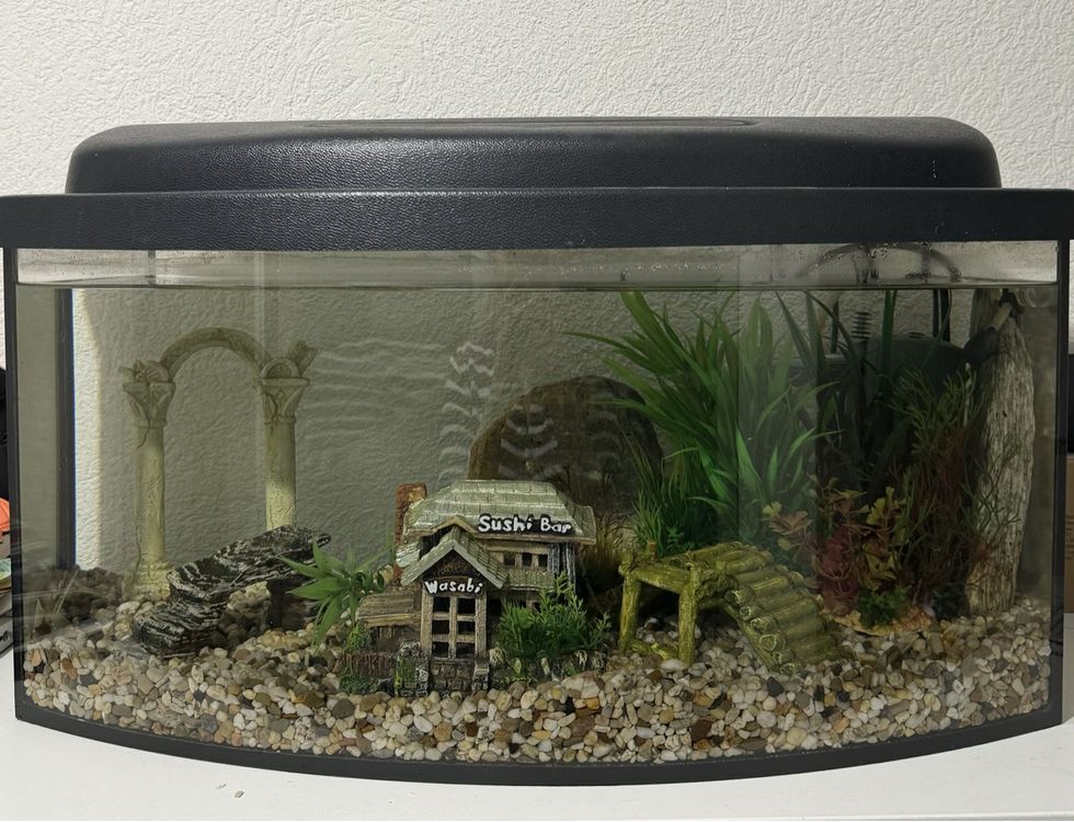 Aquarium 60L avec décorations | Kaufen auf Ricardo