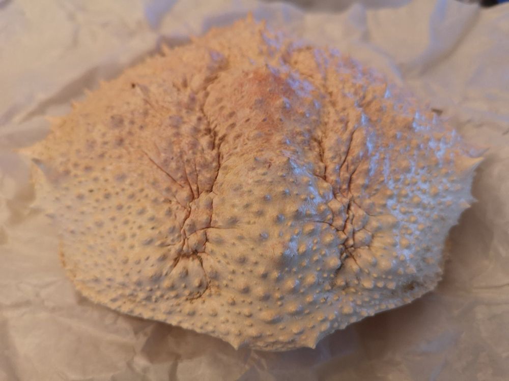 grosser Krebs Panzer mit Randzacken Krabbe sehr dekorativ (Gebraucht ...